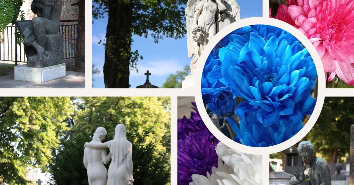 Govor cveća: Margareta - simbol čistoće i nevinosti, ponovnog rođenja i ...