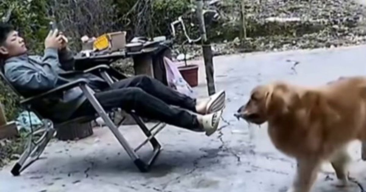 Stradao ni kriv ni dužan: Zlatni retriver doneo vlasniku OSINJAK, a ...