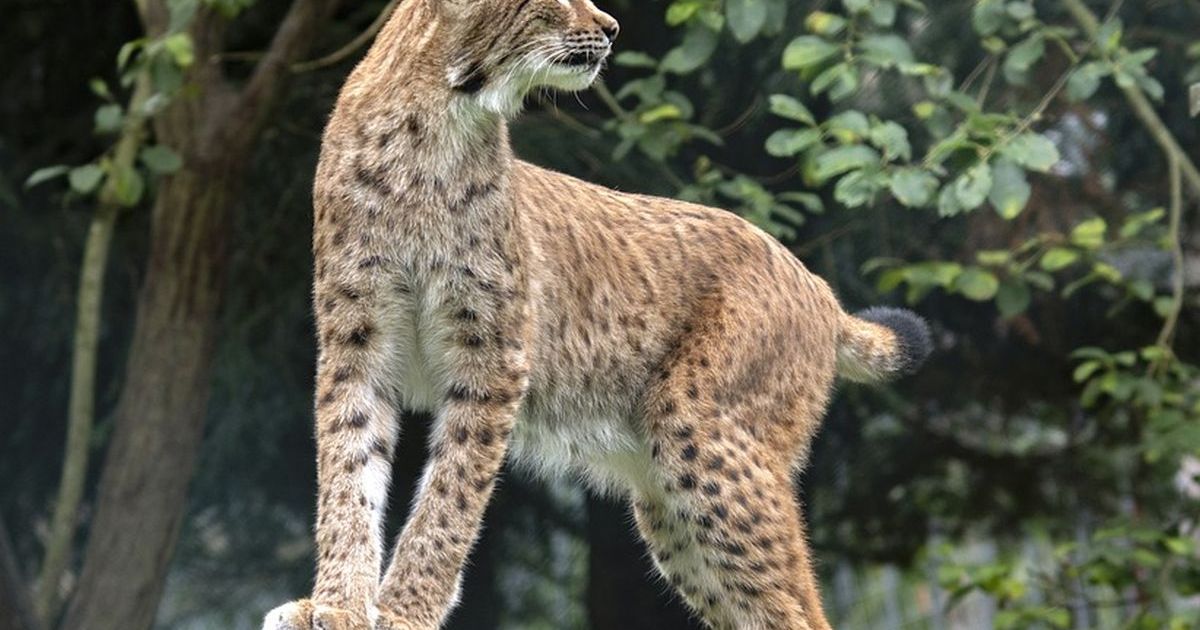 Iberijski ris, jedna od najređih divljih mačaka na svetu, promenila ...