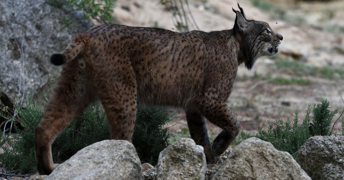 IUCN: Pirinejski ris više nije ugrožena vrsta - Telegraf.rs