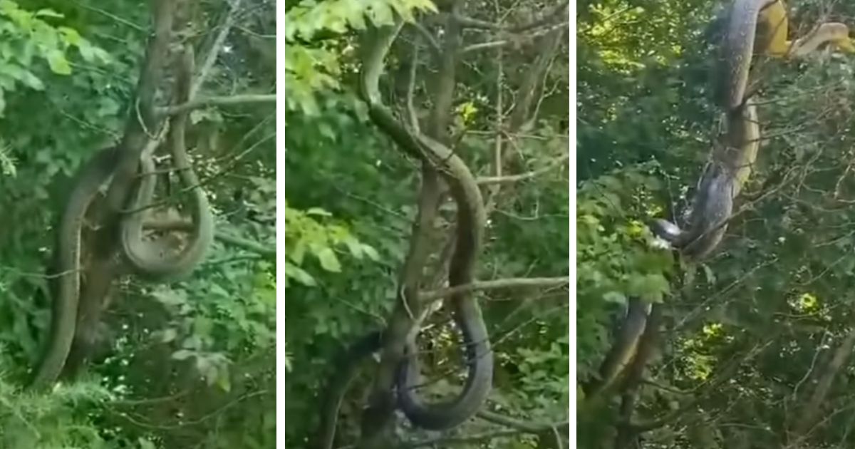 Zmija dugačka tri metra zaprepastila građane na Balkanu, stručnjak ...