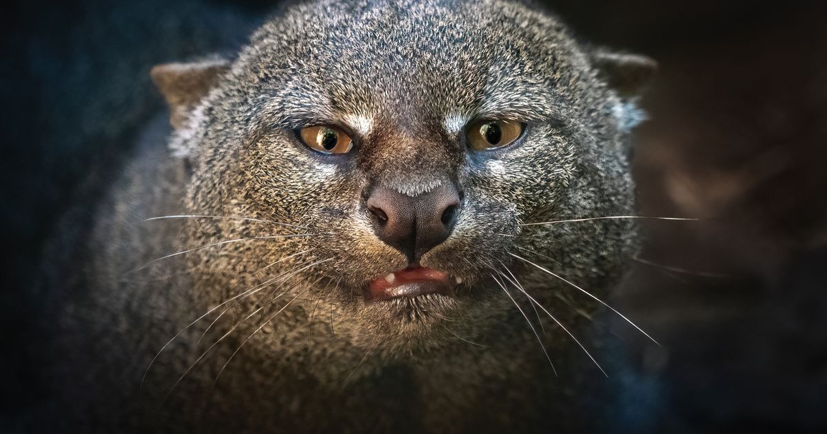 Jaguarundi: Mala divlja mačka koja liči na vidru i "priča" na 13 načina ...