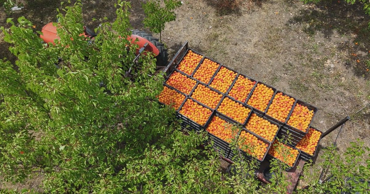 Kajsije ove godine 120 dinara za kilogram: Voćke poranile i u čačanskom ...
