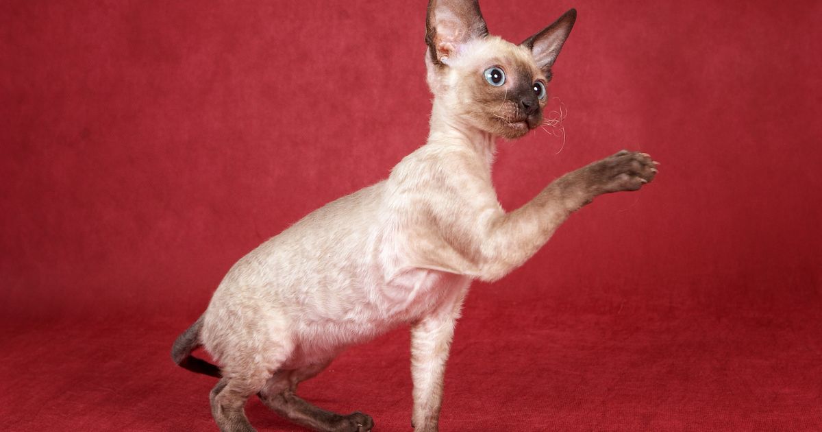 Ovih 8 rasa mačaka se najmanje linjaju: Među njima i dugodlaka mačka ...