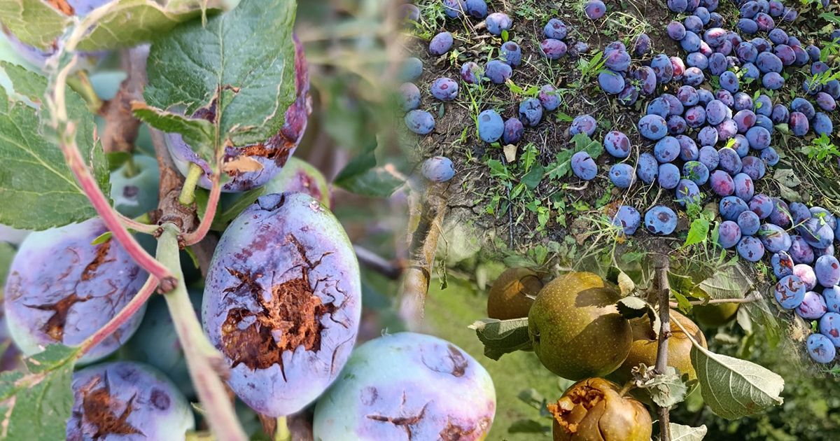 "Za 5 minuta ode sve": Andriji grad veličine oraha uništio rod šljiva, ali ovo može da ga spasi ...