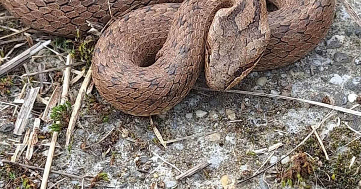 Ženu na kućnom pragu ugrizao poskok, jedva uspela da ga otrese ...