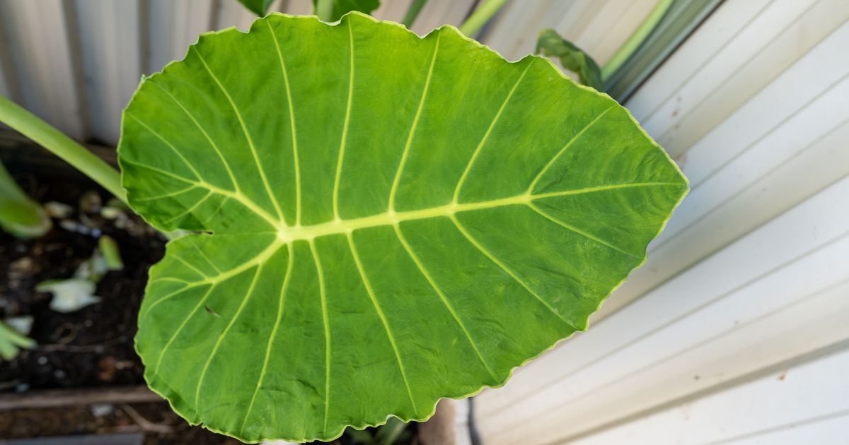 Znate li zašto biljka Adam "plače" i šta prouzrokuje "suze" na ...