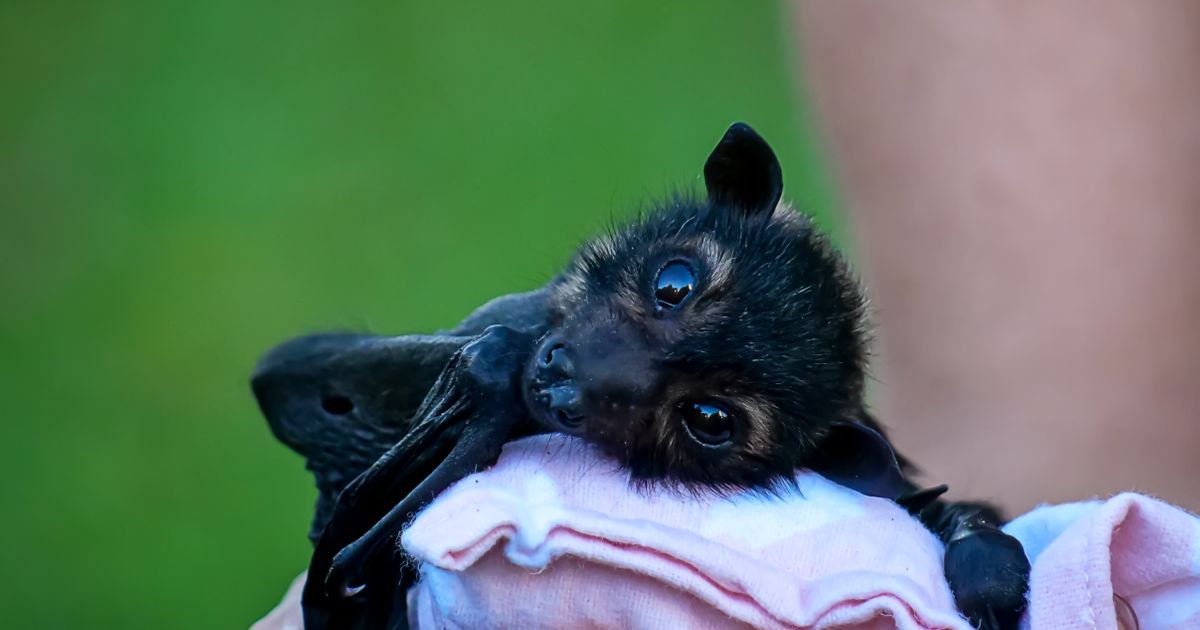 Fotografija iz Kaluđerice nekog će da uplaši, nekog da nasmeje: A on je ...