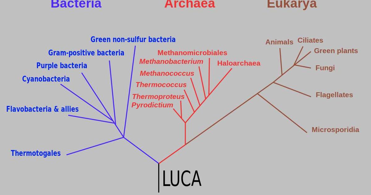 Nova studija baca svetlo na jednog od najranijih predaka života - Nauka ...