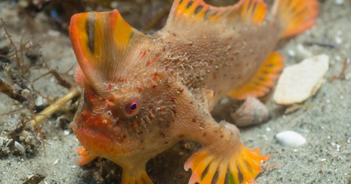 Bizarna crvena riba iz Tasmanije: Ona je evolucioni kuriozitet, nema ...