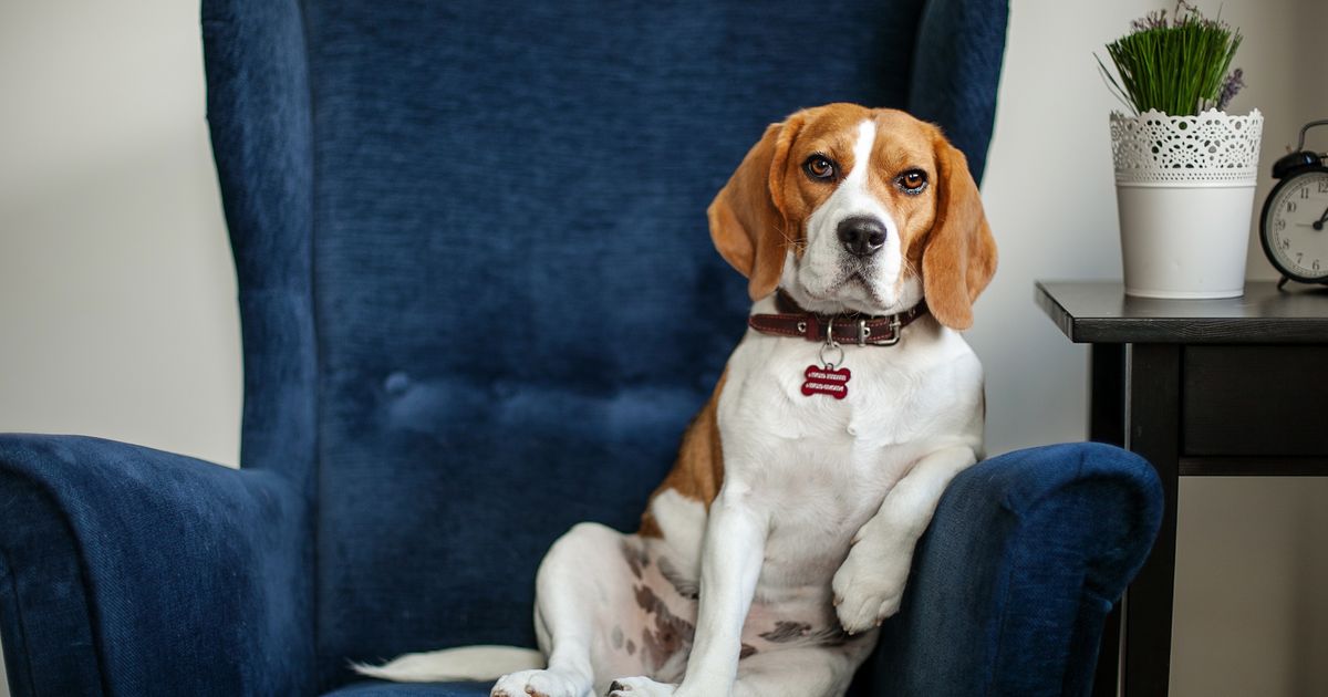 Dolče i Gabana lansirali luksuzni parfem za pse "Fefe" - Telegraf.rs