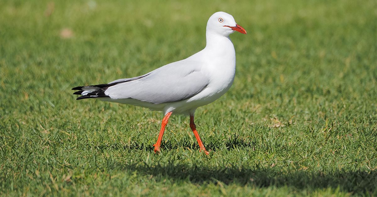 Galebu Stivenu zabranjen ulazak u prodavnicu: Ptica krala čips šest ... Galebu Stivenu zabranjen ulazak u prodavnicu: Ptica krala čips šest ...