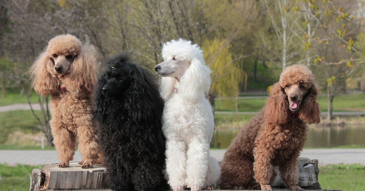 Toj pudla, savršen ljubimac za aktivne porodice: Voli da pliva i roni ...