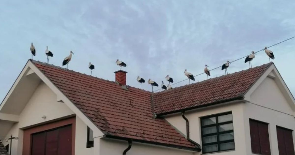 Ala će ovde biti beba! Neverovatna fotografija iz Šapca: Jato roda ...