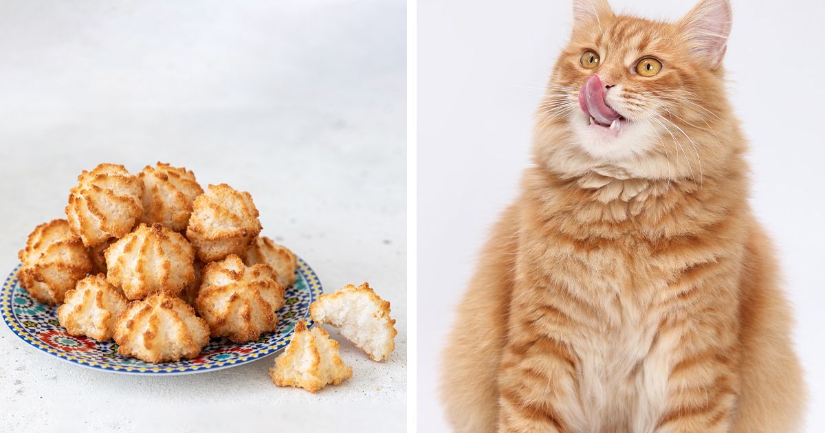 Domaća poslastica kojoj ne može da odoli nijedna mačka: Beze kolačići ...