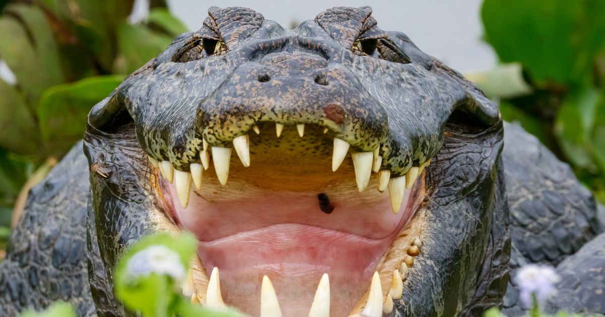 Napunio 123 godine, ali i dalje traži ženku u sezoni parenja: Henri je ...