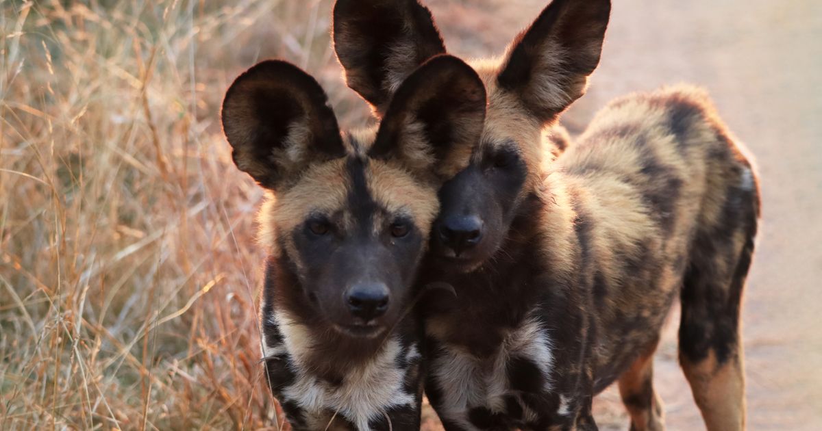 Afrički divlji pas je veliki skoro kao vuk, starosedelac je podsaharske ...