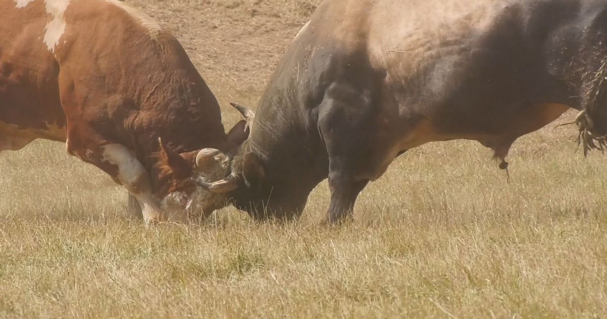 Jedinstvena korida na Balkanu: Takmiče se Srbi, Hrvati i muslimani ...