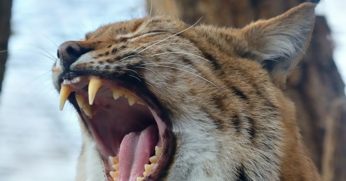 „Šumski fantom se vratio u divlje šume?“ Dve decenije nakon ubistva ...