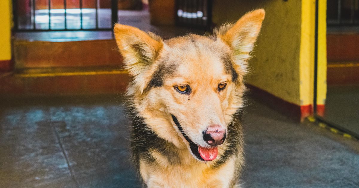 U svetu ih ima oko 40: Psi hibridi koji nisu popularni ljubimci, ali ...