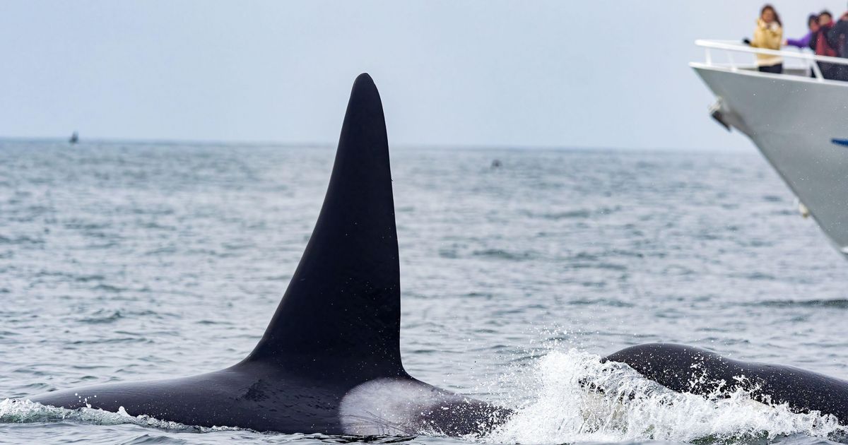 Evo zašto kitovi ubice napadaju brodove: Naučnici misle da su rešili ...