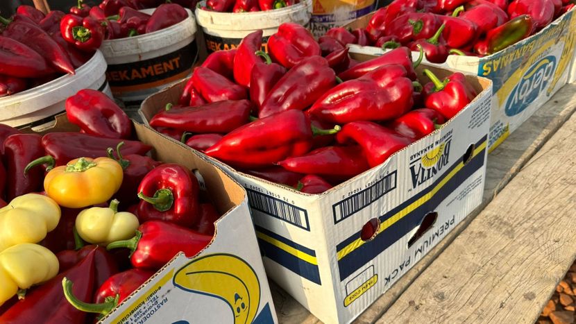 HITNO UPOZORENJE - Pronađen opasan PESTICID metomil u PAPRIKAMA iz ...