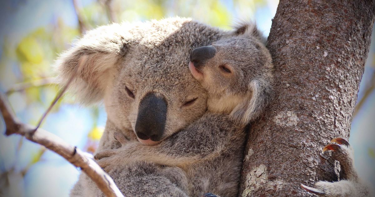 Ako ste slabi na koale, nemojte zaustavljati suze: Prejaka tuga mužjaka ...