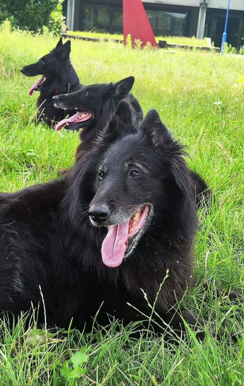 Crni lepotan, pripadnik moćne belgijske četvorke: Netolerantan prema ...