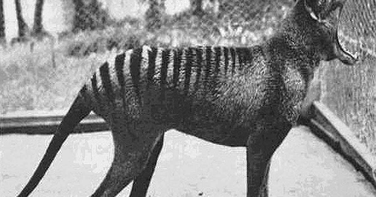 Novootkriveni predak tilacina imao je strašnu vilicu koja mrvi kosti ...