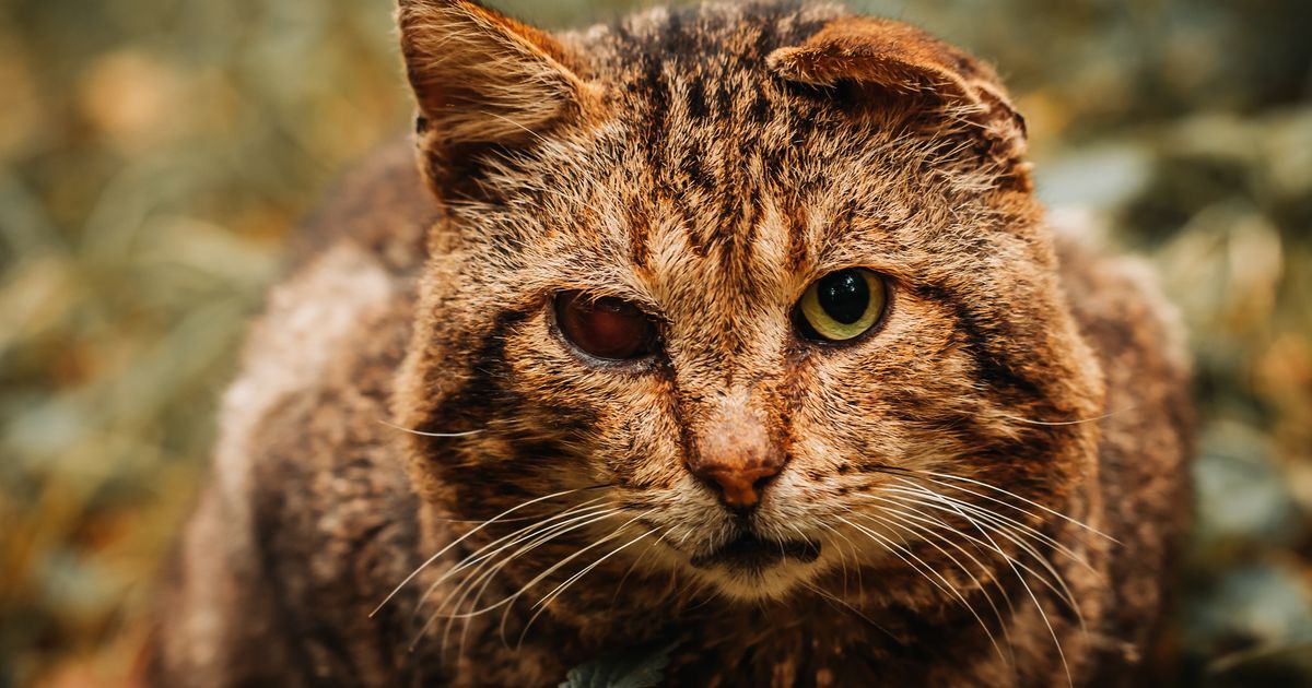 Da li je besnilo u svetu pod kontrolom: Pogledajte kako izgledaju ...