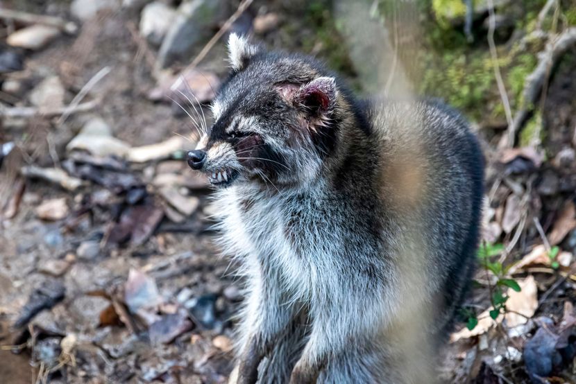 Da li je besnilo u svetu pod kontrolom: Pogledajte kako izgledaju ...