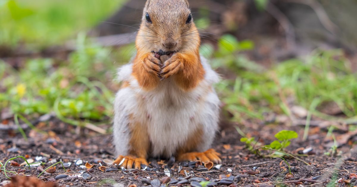 Veverice blokirale voz: Isprepadale putnike, pa onemogućile nastavak ...
