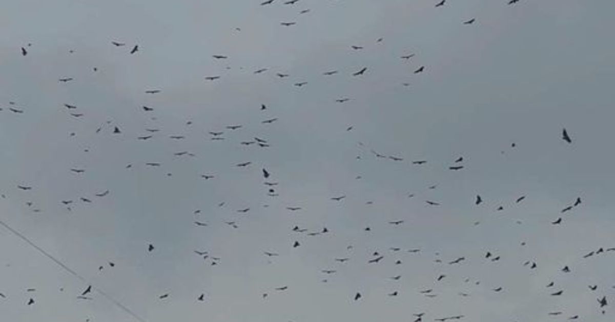 Fascinantna pojava na nebu iznad Sjenice: "Nisam nikad video ovoliko beloglavih supova na jednom ...