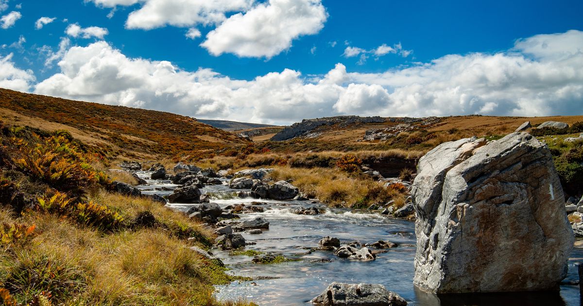 Drevna šuma pronađena na ostrvu gde hiljadama godina ne raste drveće ...