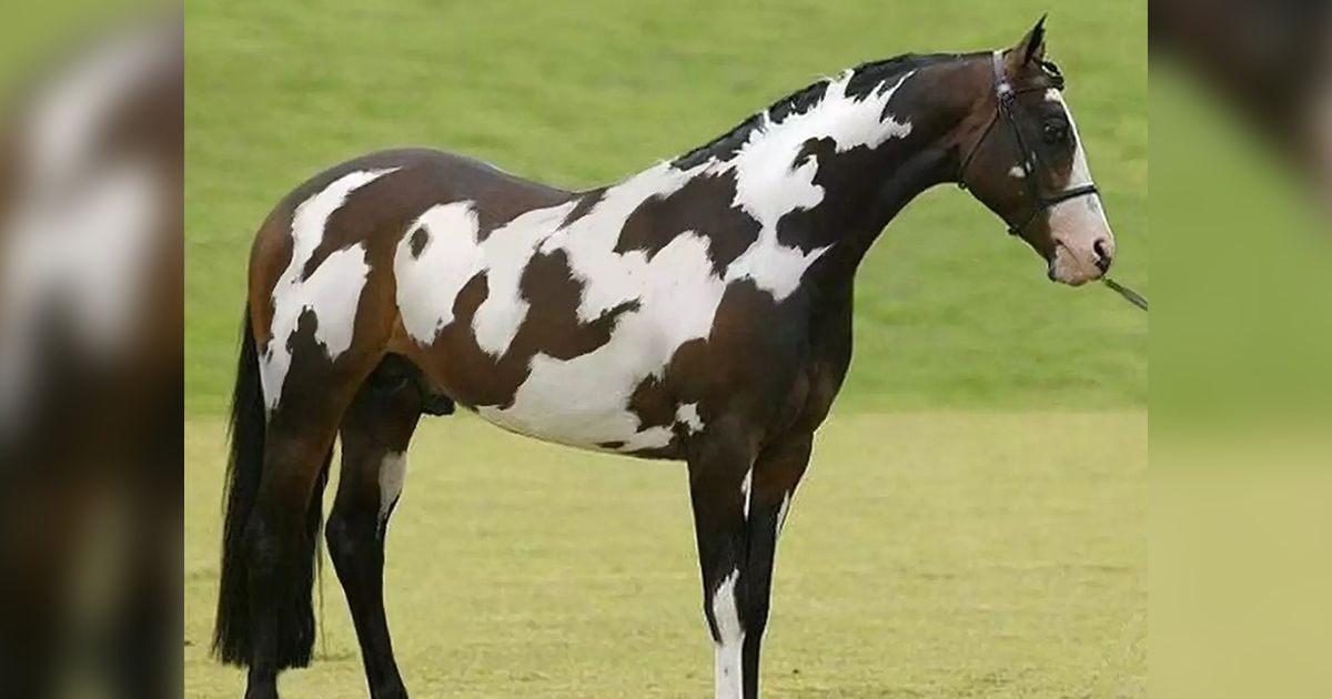 Dobro pogledajte fotku: Da li vidite drugog konja? Ova mozgalica je ...