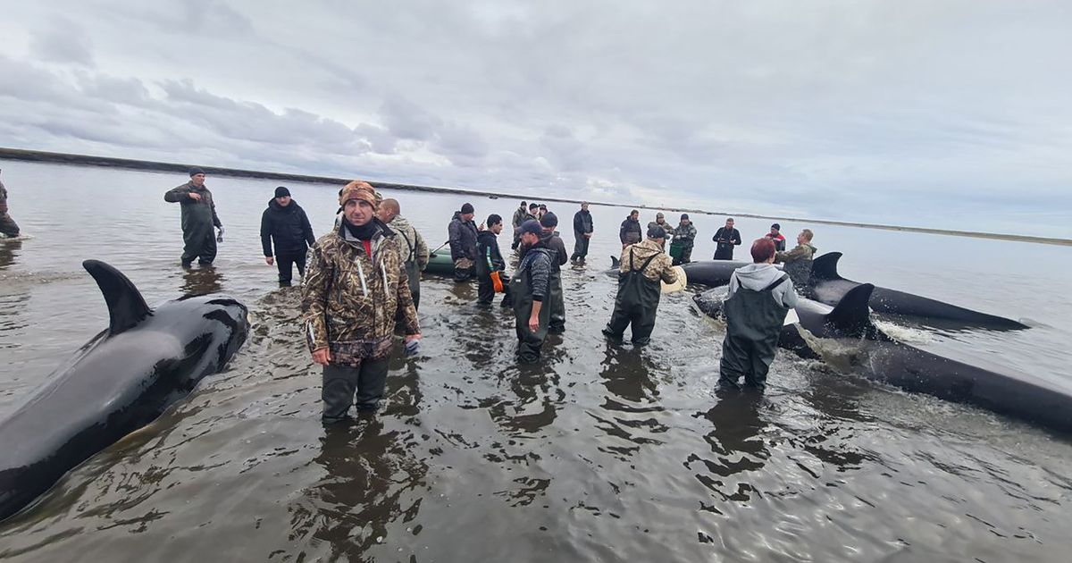 Kitovi ubice nasukali se u mulju Kamčatke dva dana zaredom - Nauka Telegraf