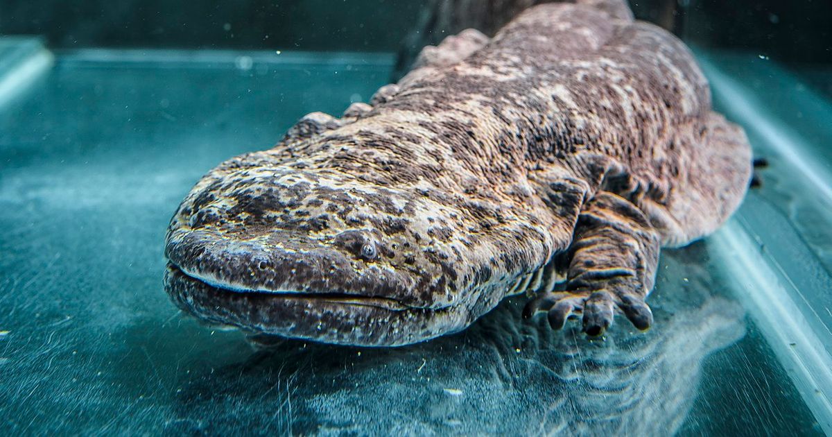 Najveći vodozemac na svetu šokirao: Nije reč o jednoj, već o čak devet ...