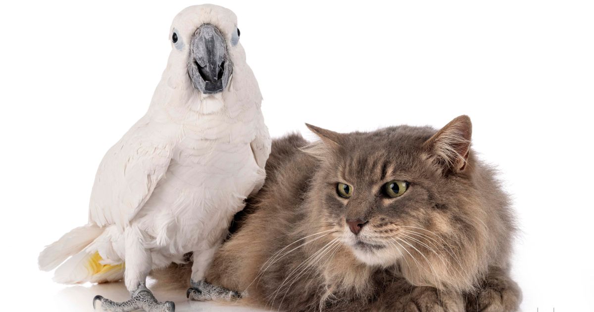 Kad nema ko da te sluša, osim mačke: Ovako je jedan raspevani papagaj raznežio svoju kućnu ...