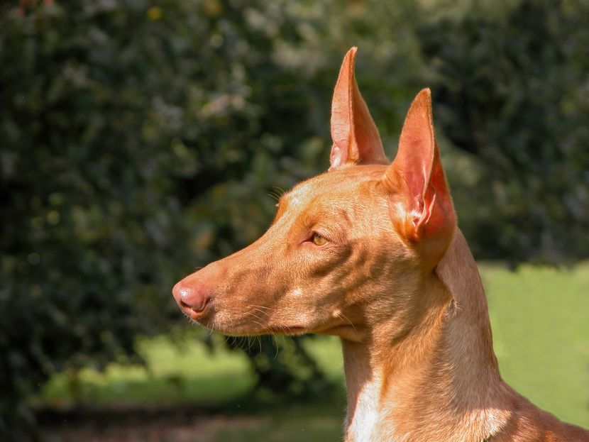 Ovog jedinstvenog psa nećete lako nabaviti: Faraoni su ga obožavali, a ...