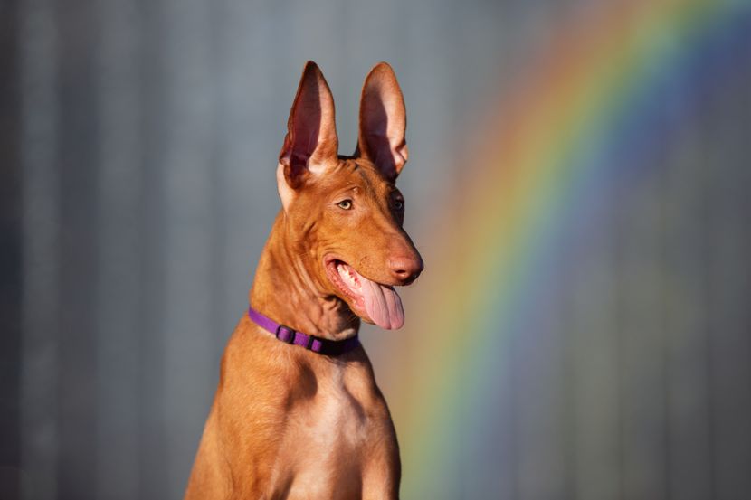 Ovog jedinstvenog psa nećete lako nabaviti: Faraoni su ga obožavali, a ...