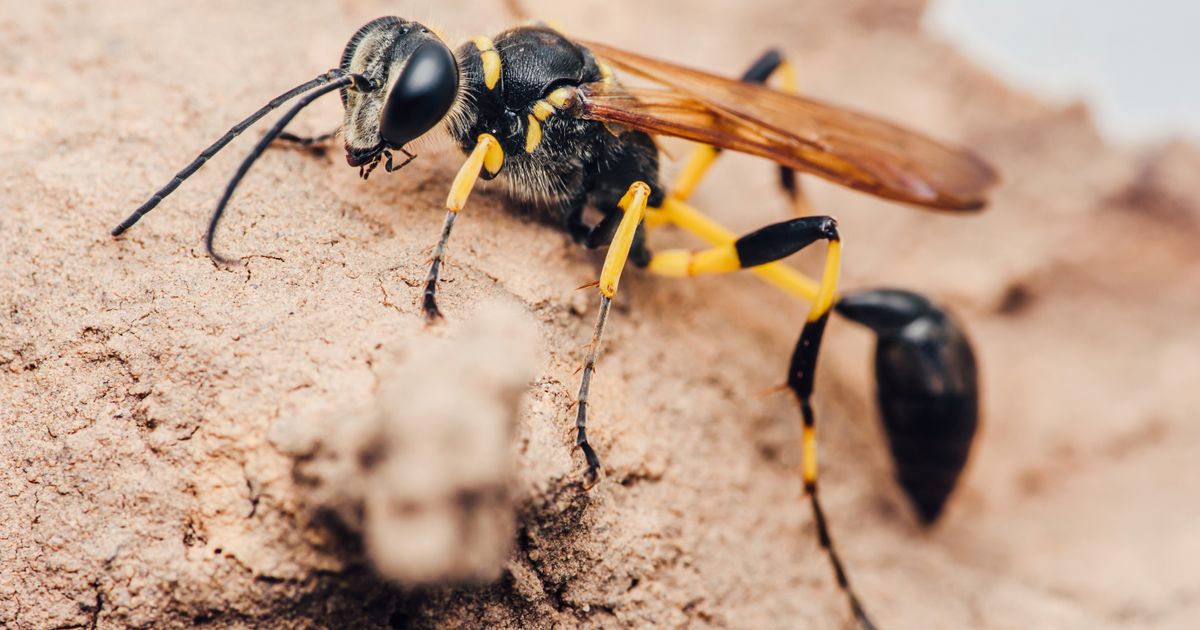 Osa srušila avion: Sićušni insekt glavni osumnjičeni za smrt 189 osoba ...