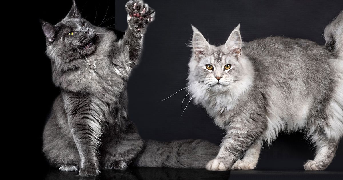 Može li se pol mačke prepoznati po izgledu lica: Veterinari tvrde da ...