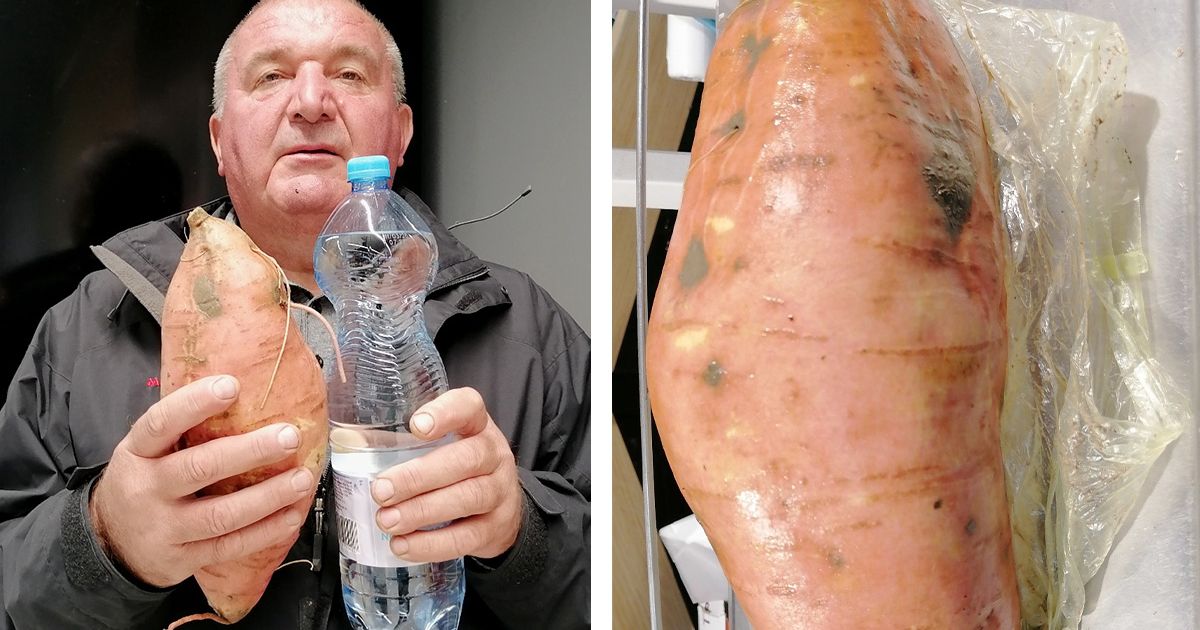 Džinovski "ulov" u Draganovoj bašti! Mislio da neće roditi ništa, a ...