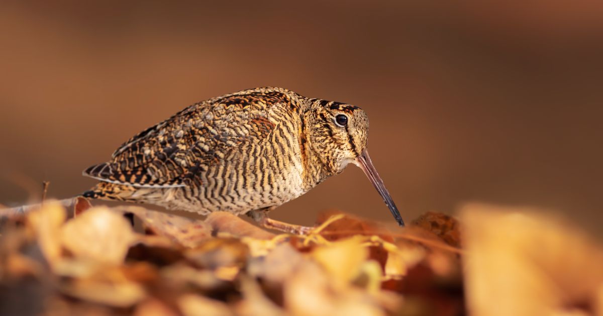 Kroči jednom napred, pa zalelujaj dvaput: Pogledajte snimak šljuka koje ...