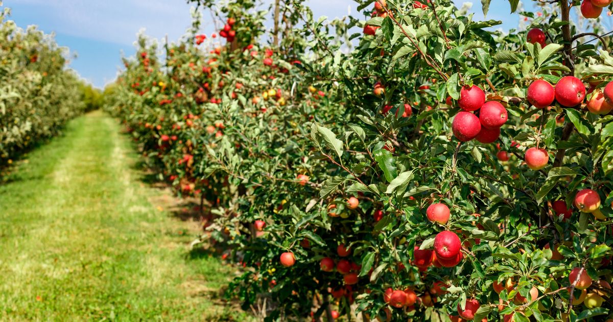 Nekada najveća plantaža jabuka u Evropi bila je simbol privrednog ...