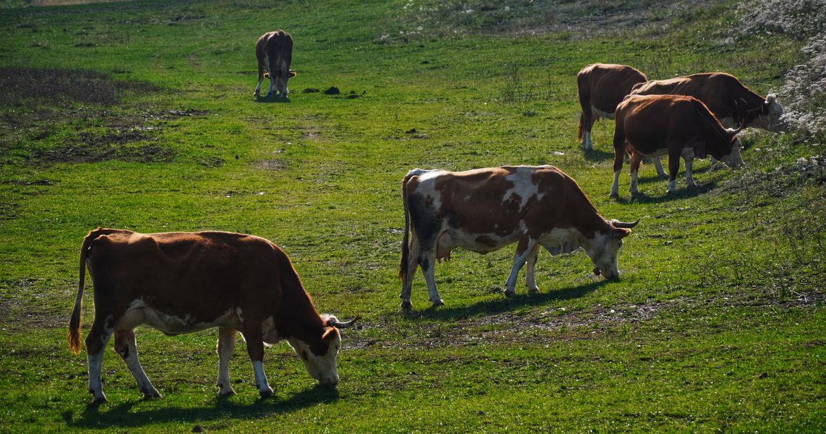 Broj krava nastavlja da pada: Proizvodnja mleka, sira i putera pred ...