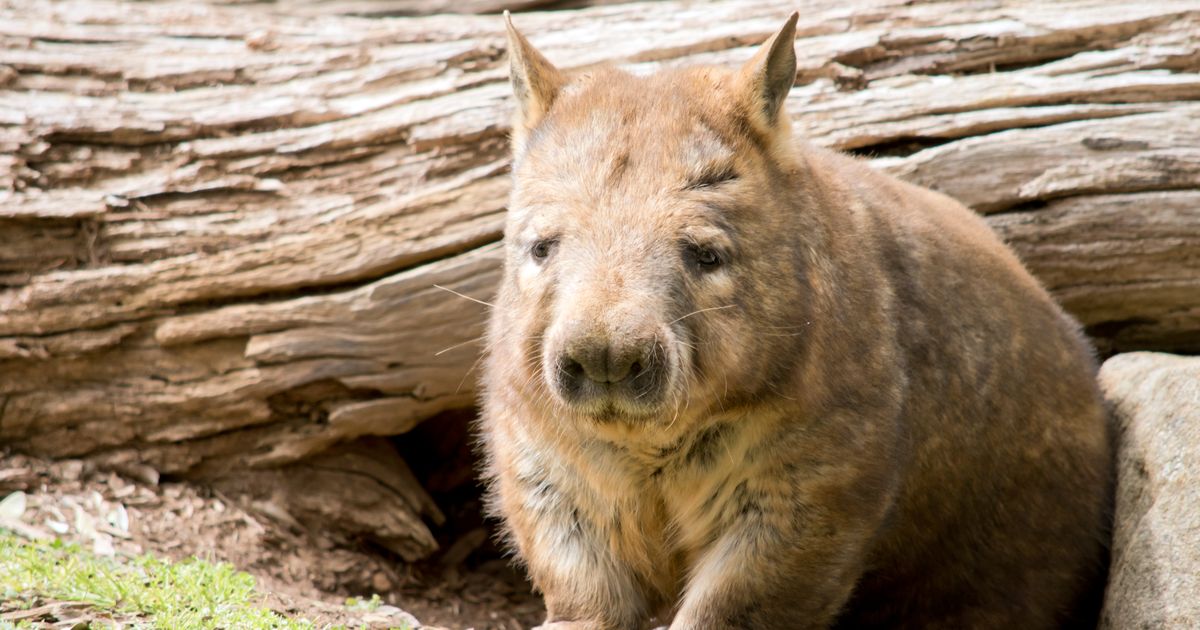 Njegova "kaka" je u obliku kocke, zubi mu neprekidno rastu, brani se ...