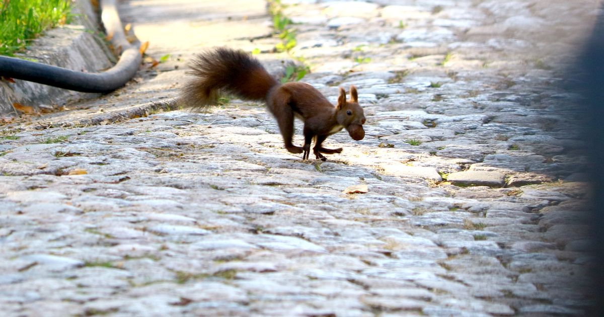 Sprema zimnicu! Pogledajte koliki komad hrane beogradska veverica nosi ...