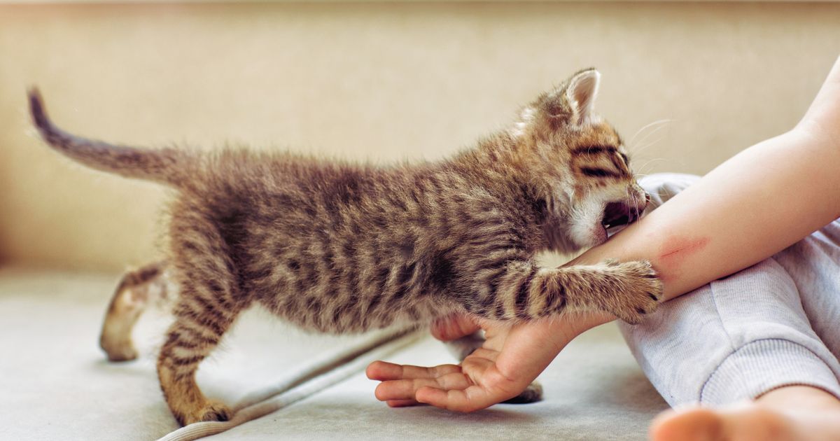 Bolest mačije ogrebotine nije nikakva izmišljotina i može se sprečiti ...