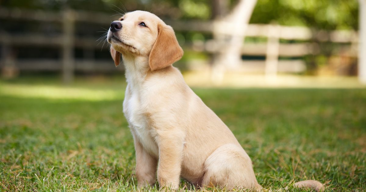 Neodlučni ste između zlatnog retrivera i labrador retrivera: Ne ...
